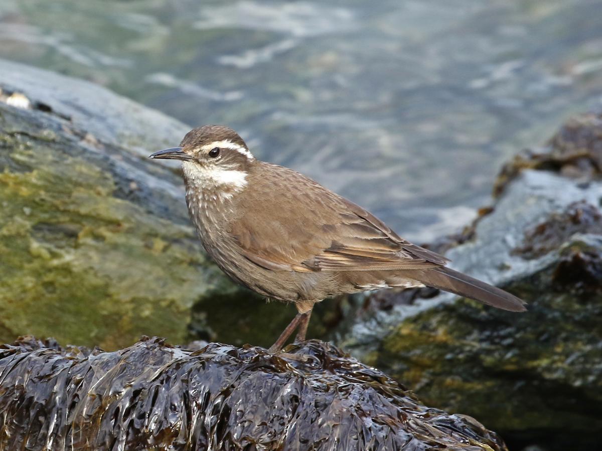 10 Birds You Will Only Find in Peru - Machu Picchu Wayna