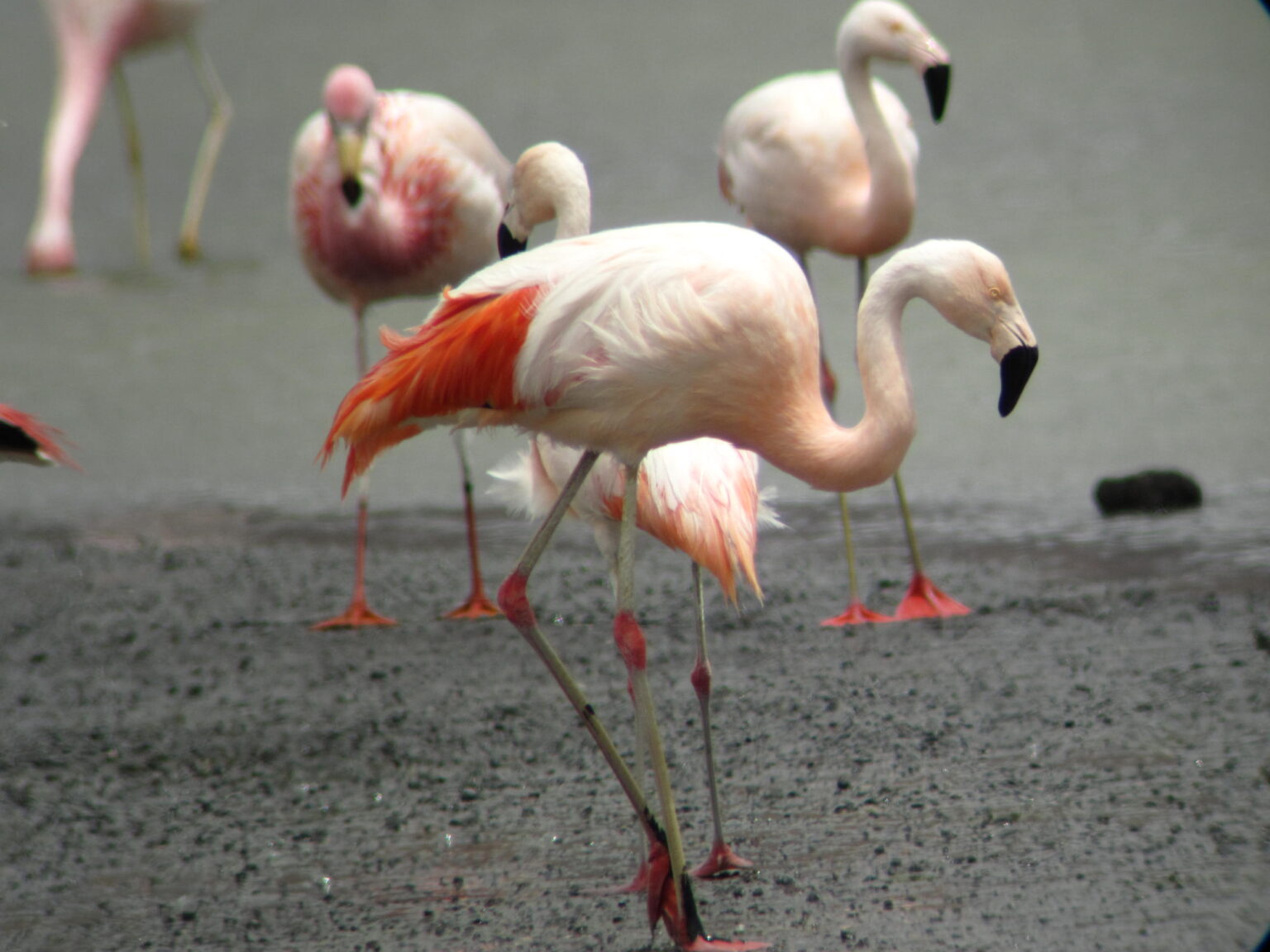 10 Aves que solo encontrarás en Perú - Machu Picchu Wayna